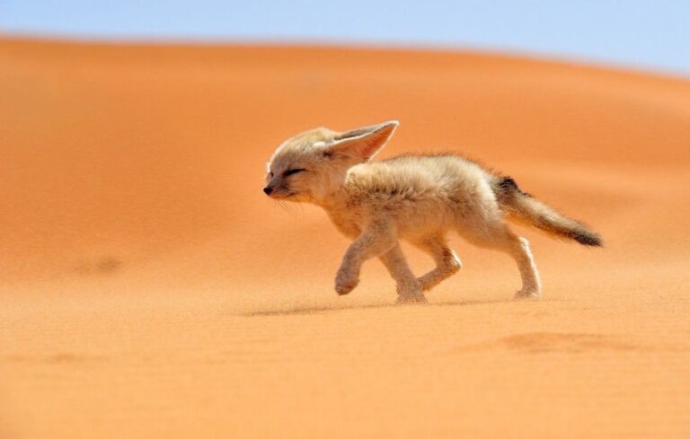 Moroccan Animals: Complete Guide to Wildlife in Morocco Deserts